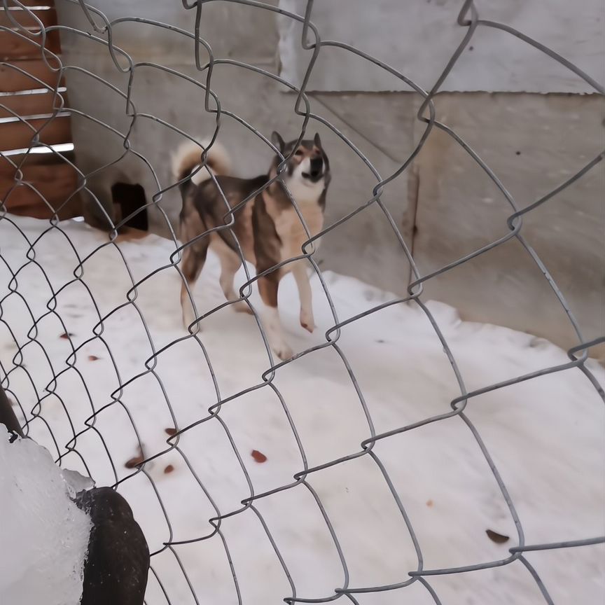 Западносибирская лайка, взрослый пёс