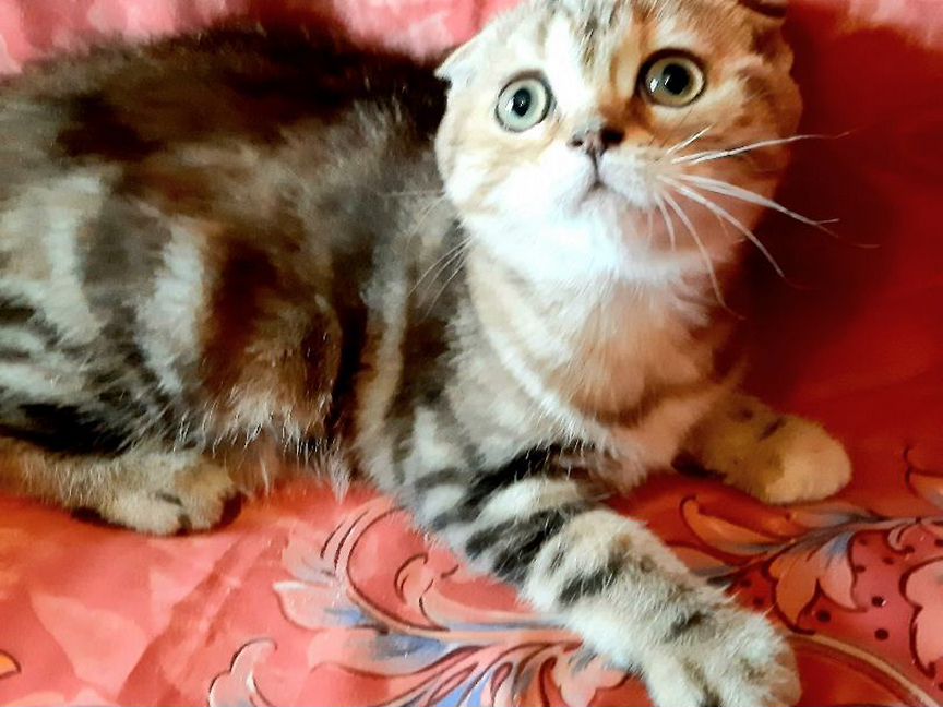 Шотландская кошечка
