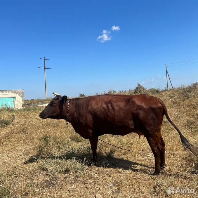Продам корову