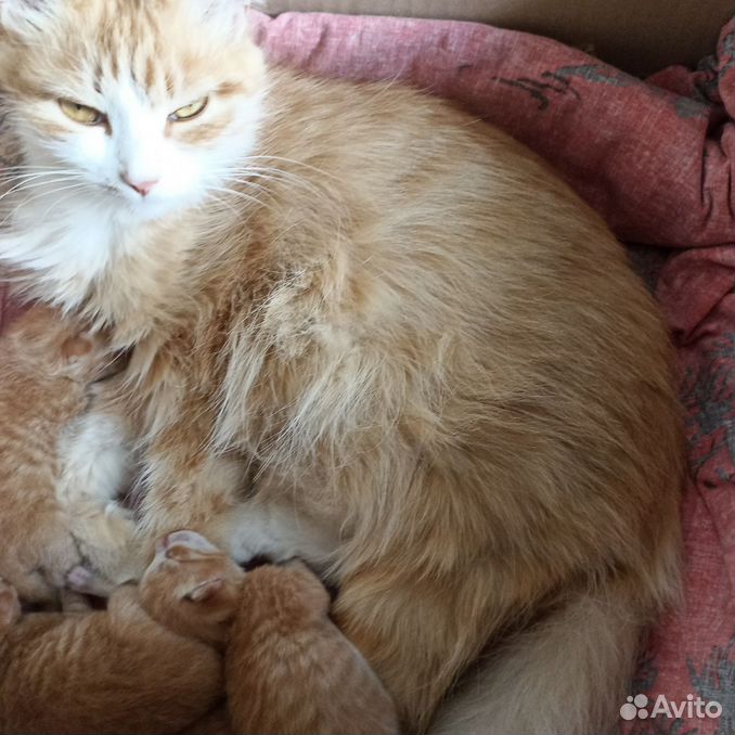 Котята рыжие рыжики