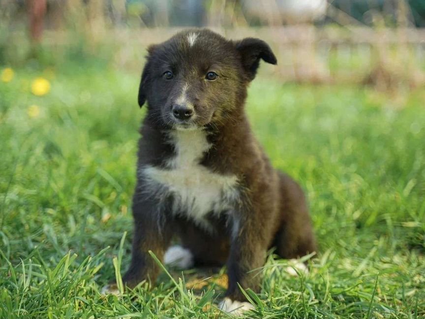 Собака в добрые руки щенок