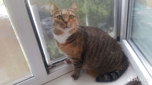 Британка метиска Сарочка 2года стерилизованна