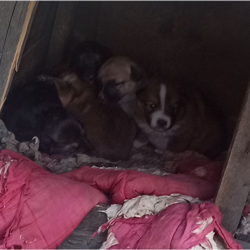 Щенок в добрые руки