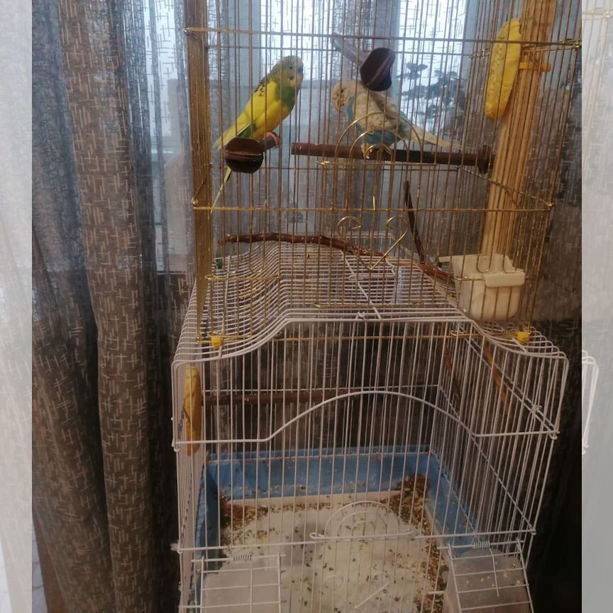 Волнистый попугай