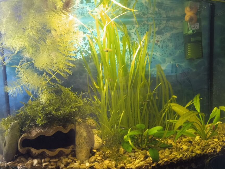 Аквариумные растения прополка