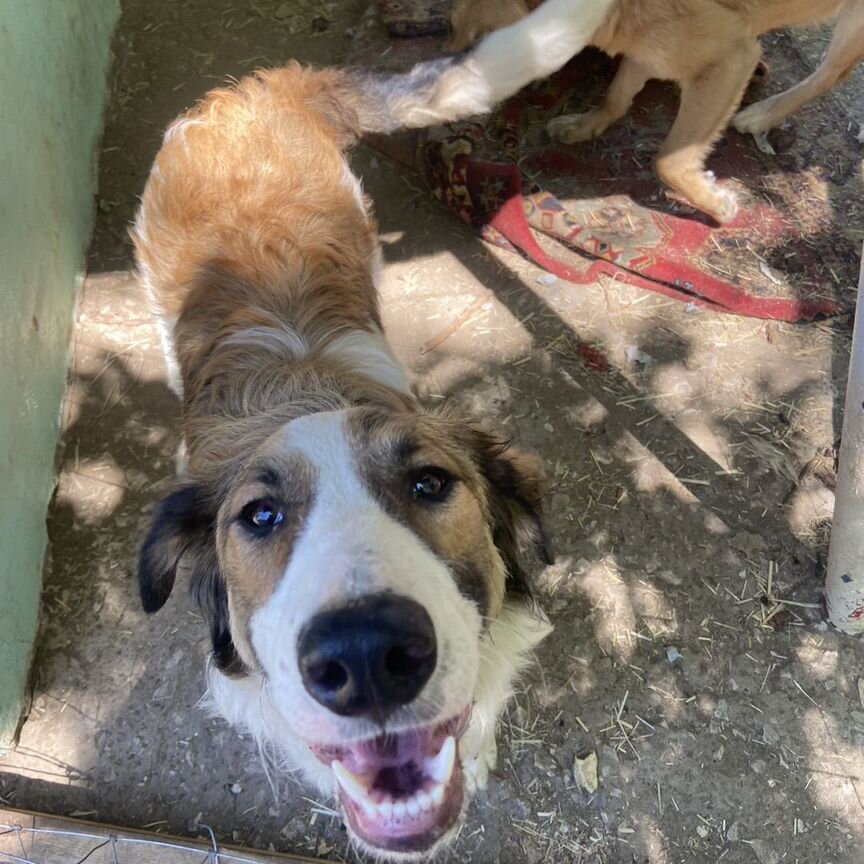 Собака в добрые руки