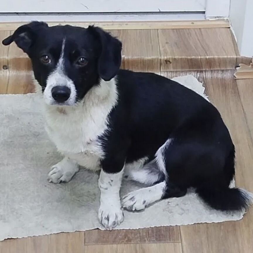 Щенок в добрые руки