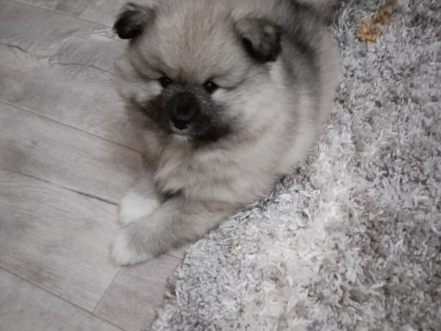 Щенок Волчий шпиц (Кеесхонд)