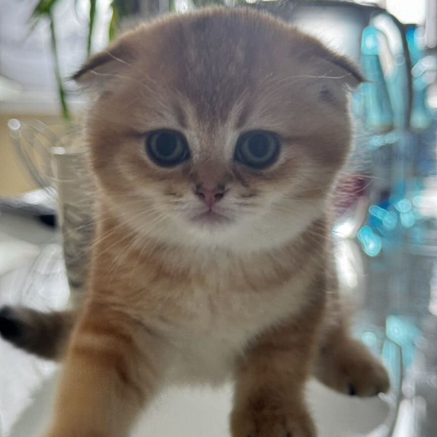 Шотландская вислоухая кошечка