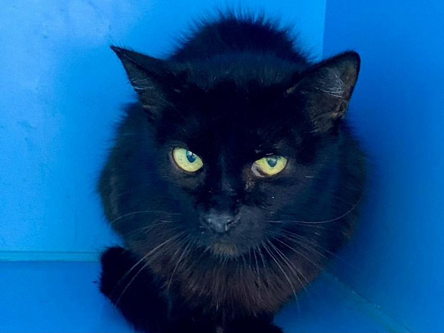 Кошечке грозит улица