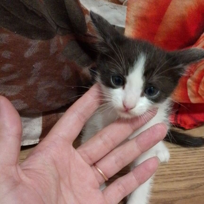 Отдам комочек счастья