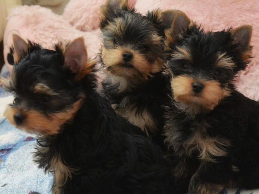 Йоркширский терьер щенки