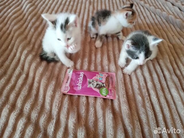 Отдам котят в добрые руки