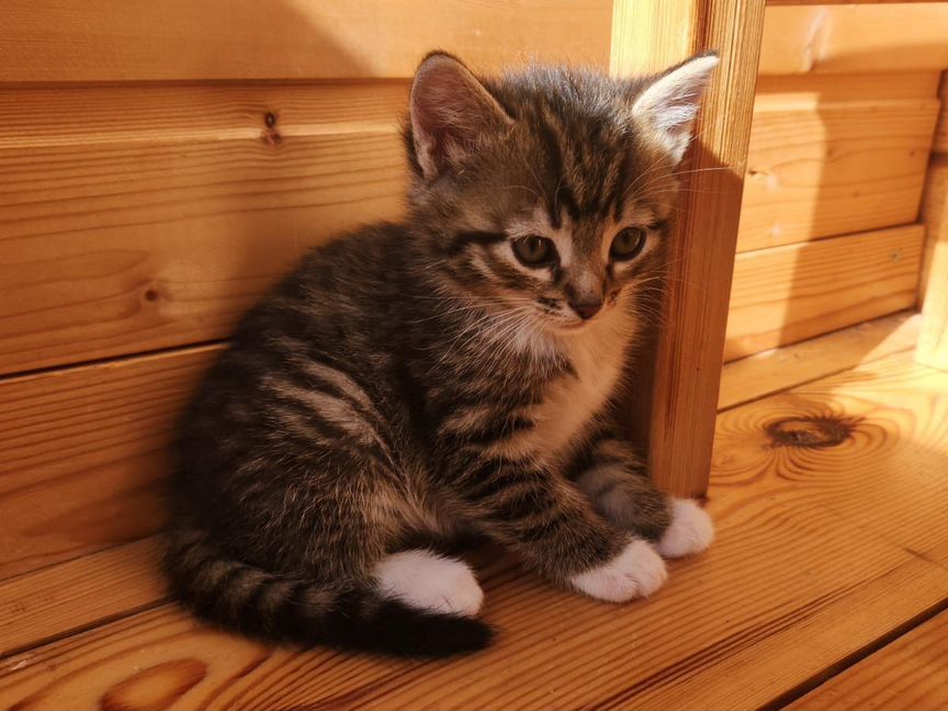 Котёнок девочка ищет дом