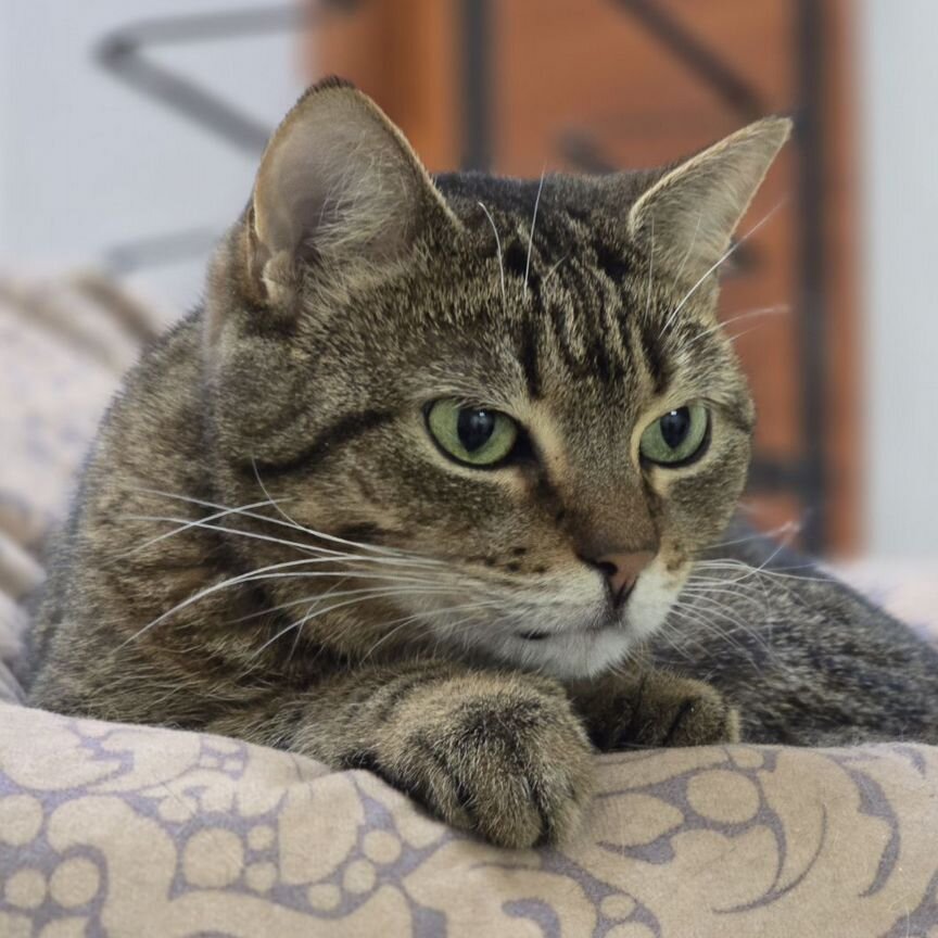 Умнейшая кошка