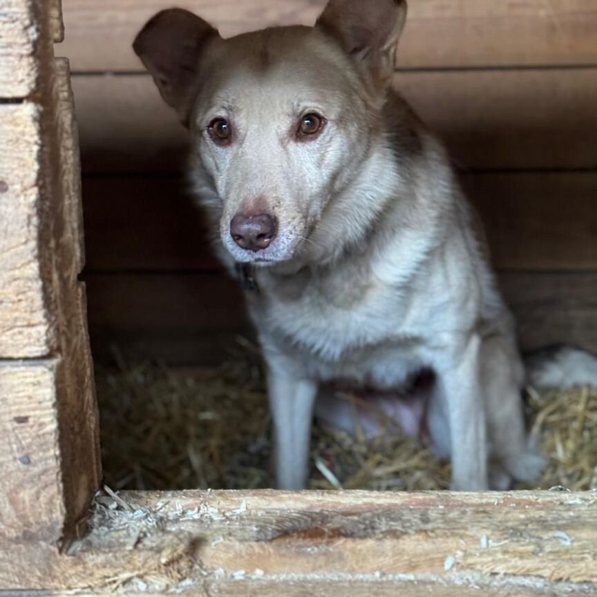 Собака из приюта