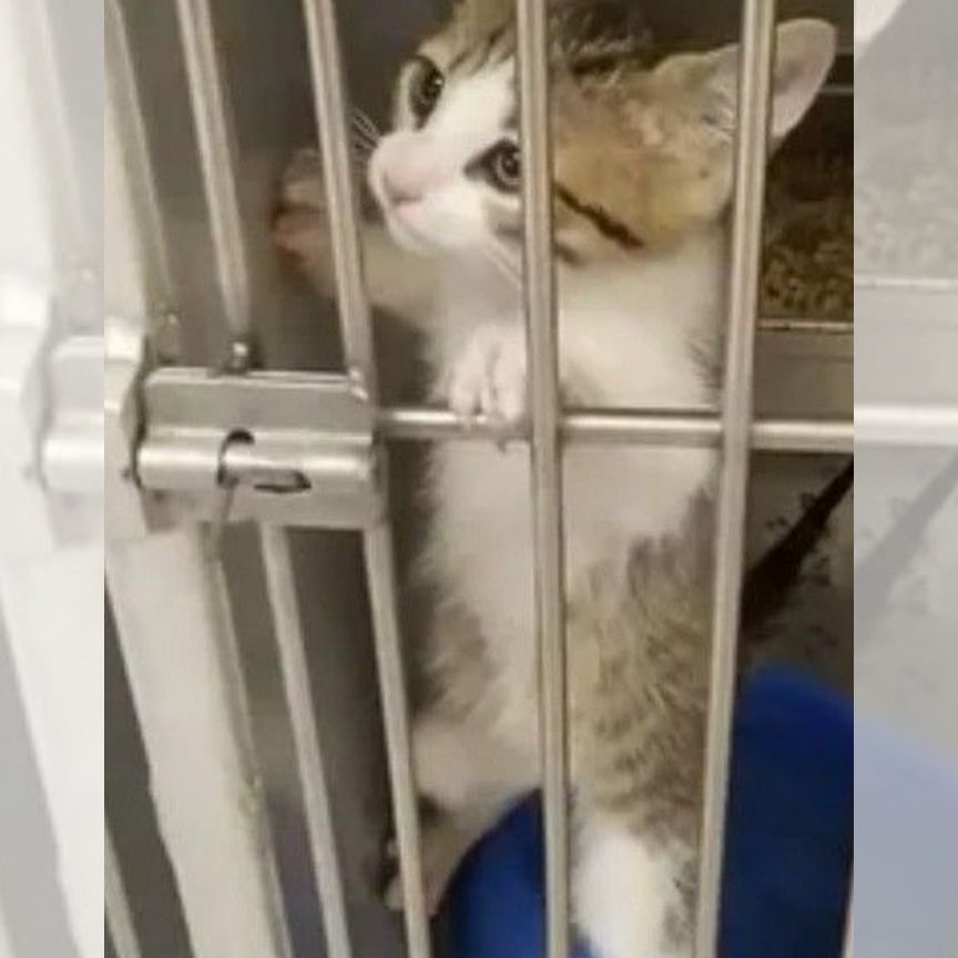 Мейн-кун котёнок