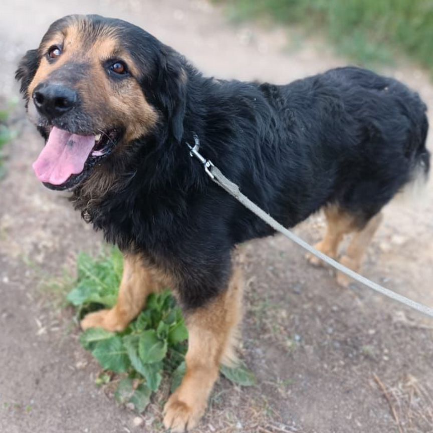 Собака Джонни кобель, в добрые руки