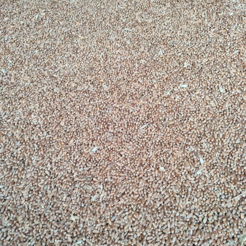 Обменяю пшеницу на ячмень