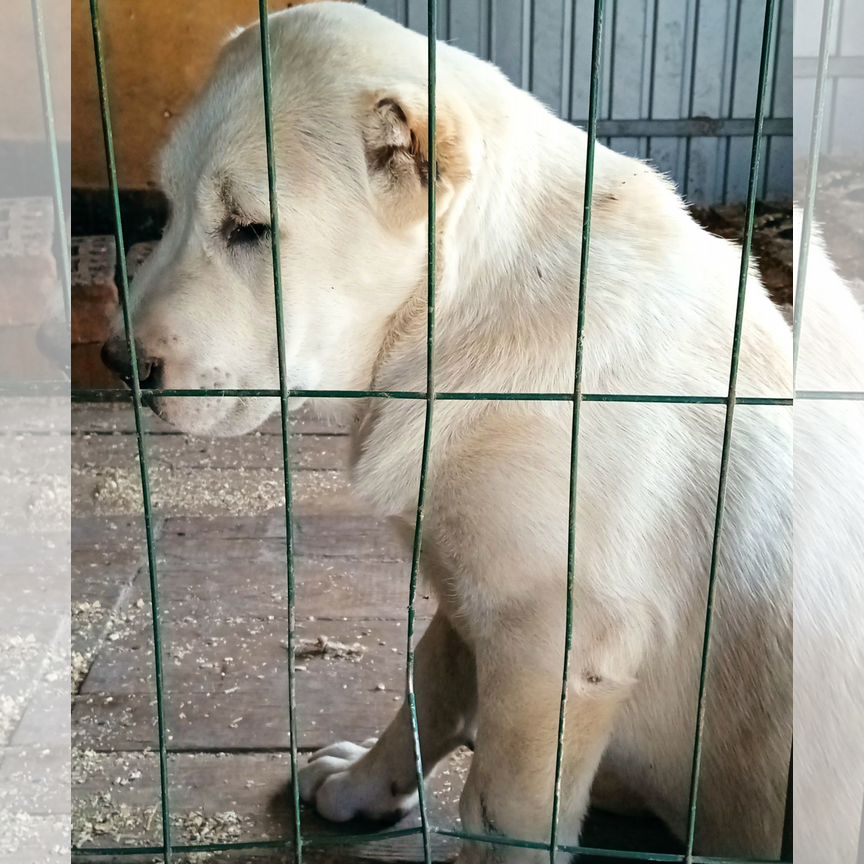 Среднеазиатская овчарка, щенок