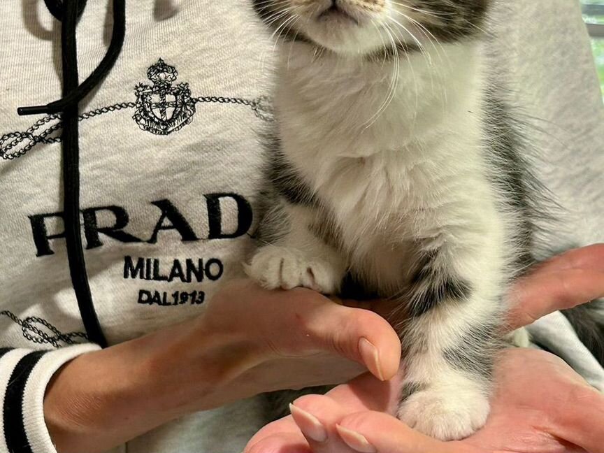 Выкинули малышей котята в добрые руки