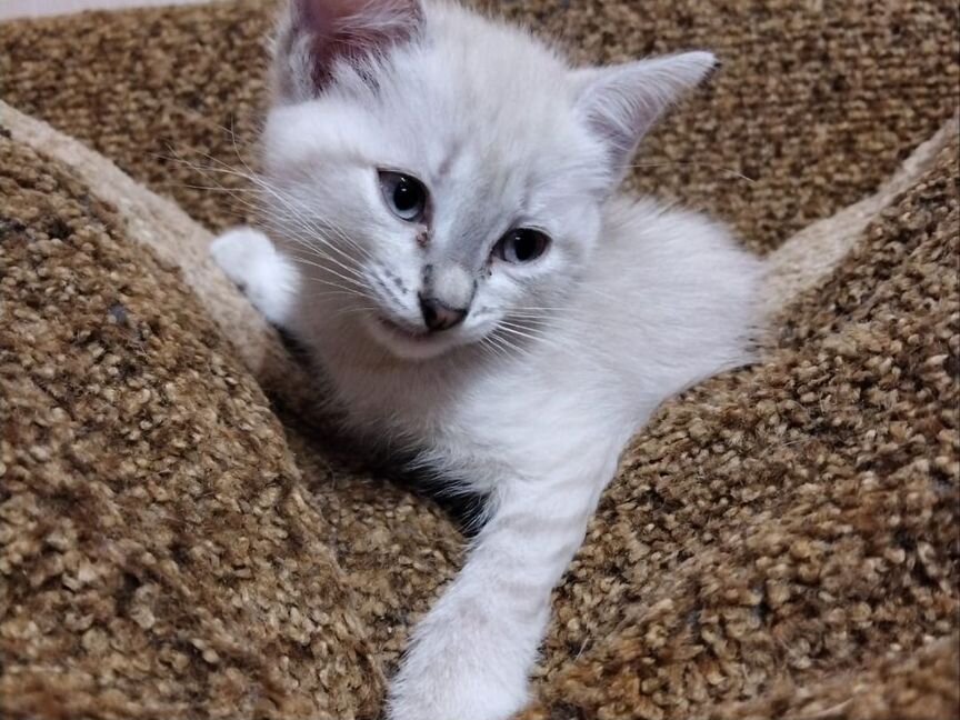 Тайские котята