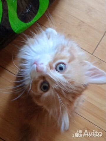 Рыжие очаровашки