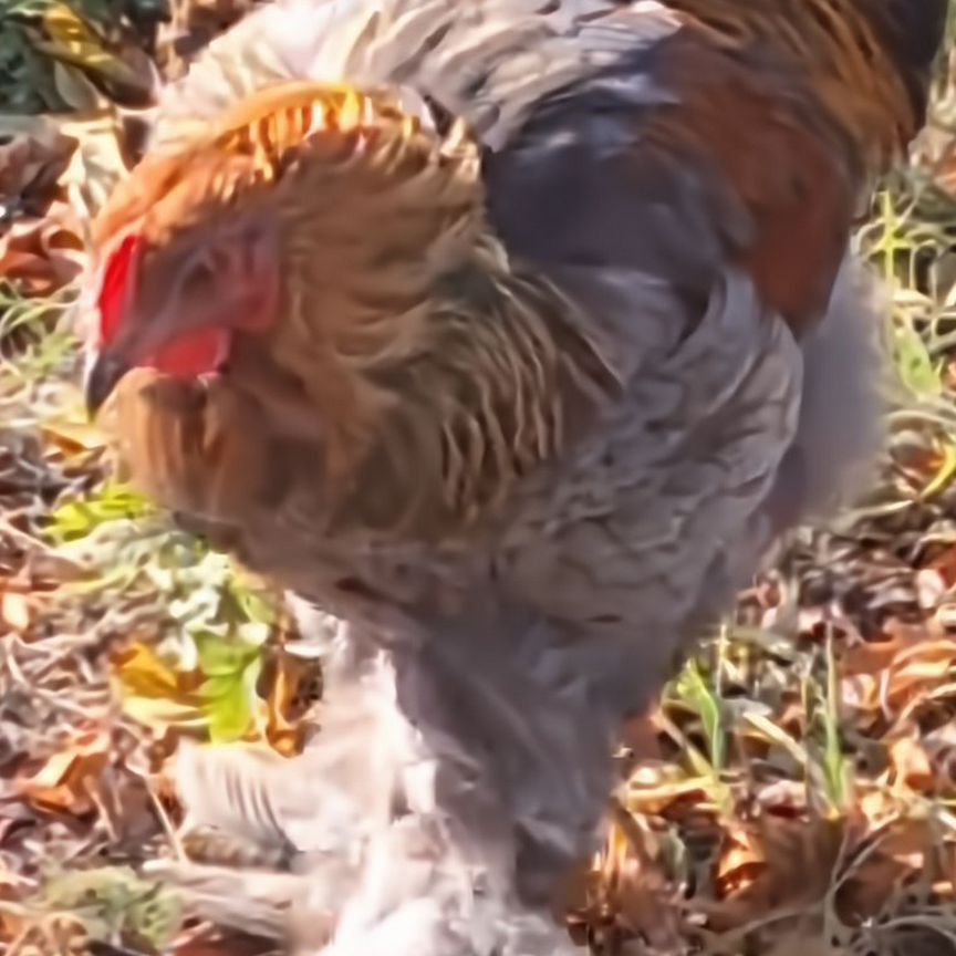 Куры и петухи