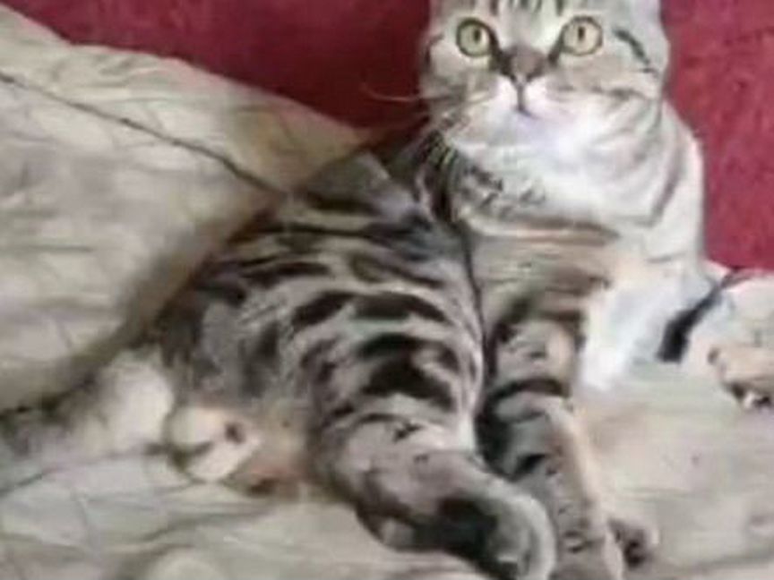 Шотландский кот на вязку