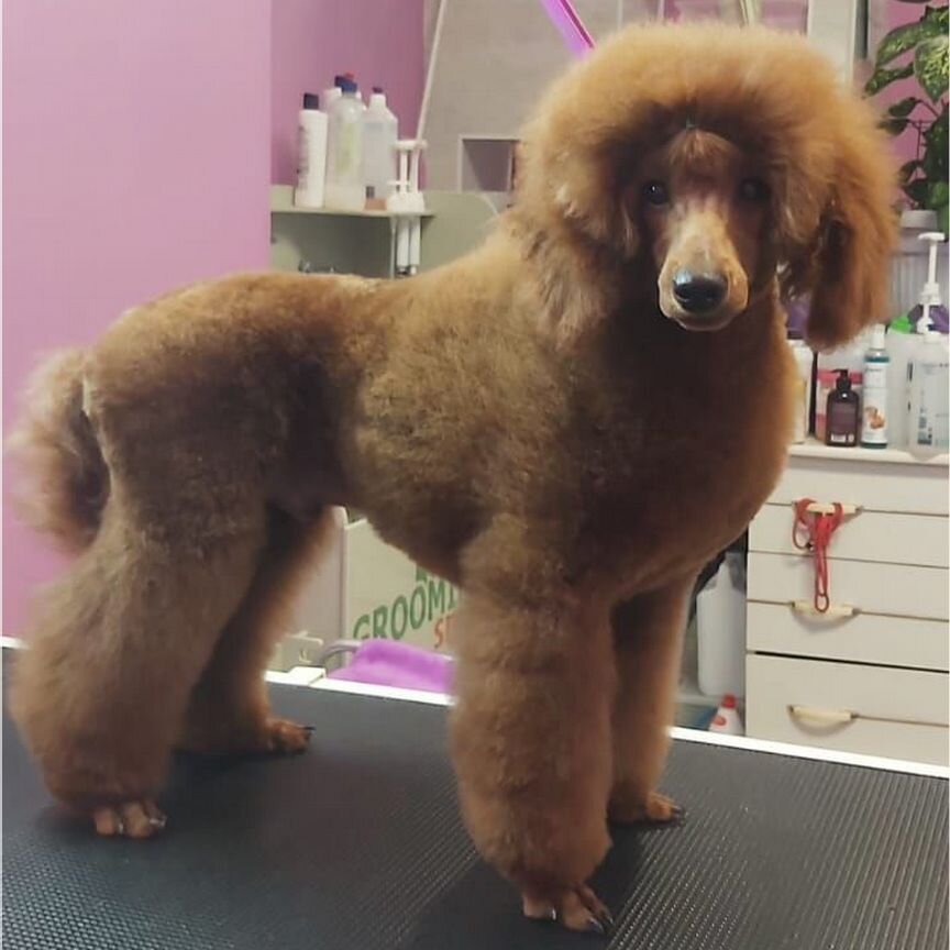 Пудель, щенок