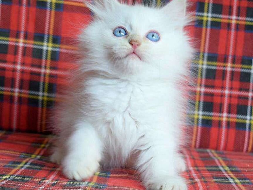 Чистокровный сибирский котенок