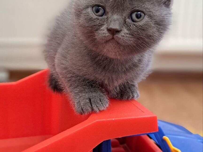 Шотландские вислоухие котята