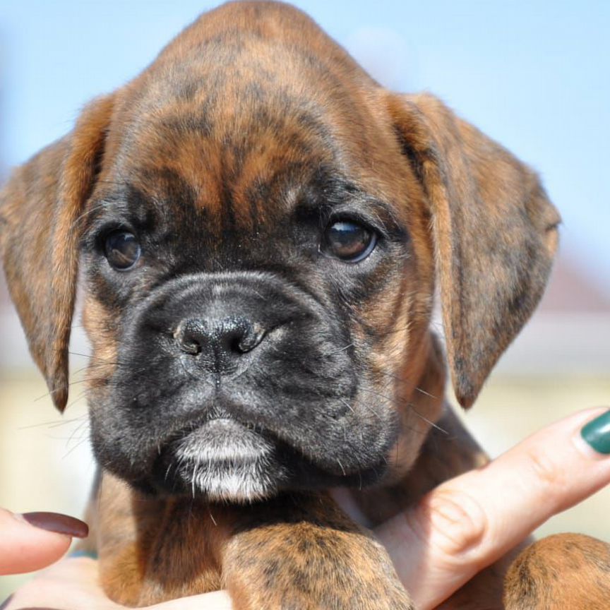 Щенки боксера