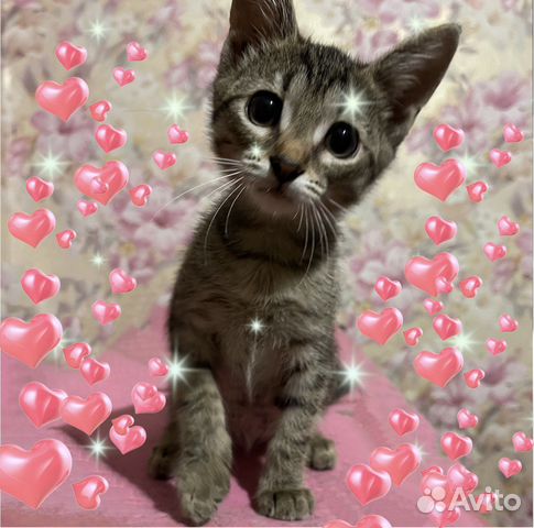 Котенок девочка 2 мес