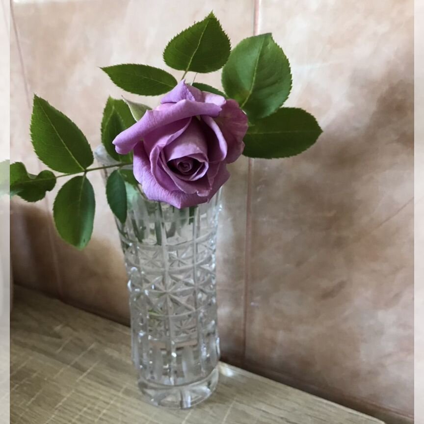 Шатланские котята