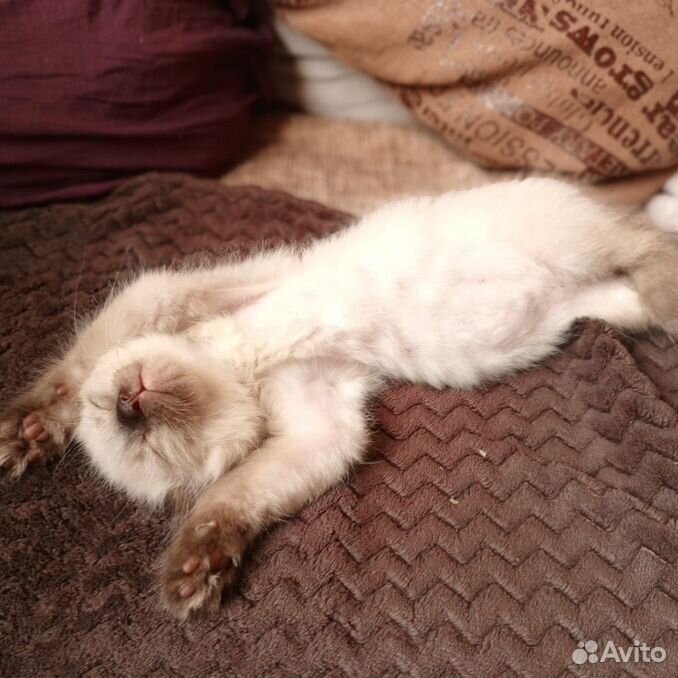 Персидский котёнок