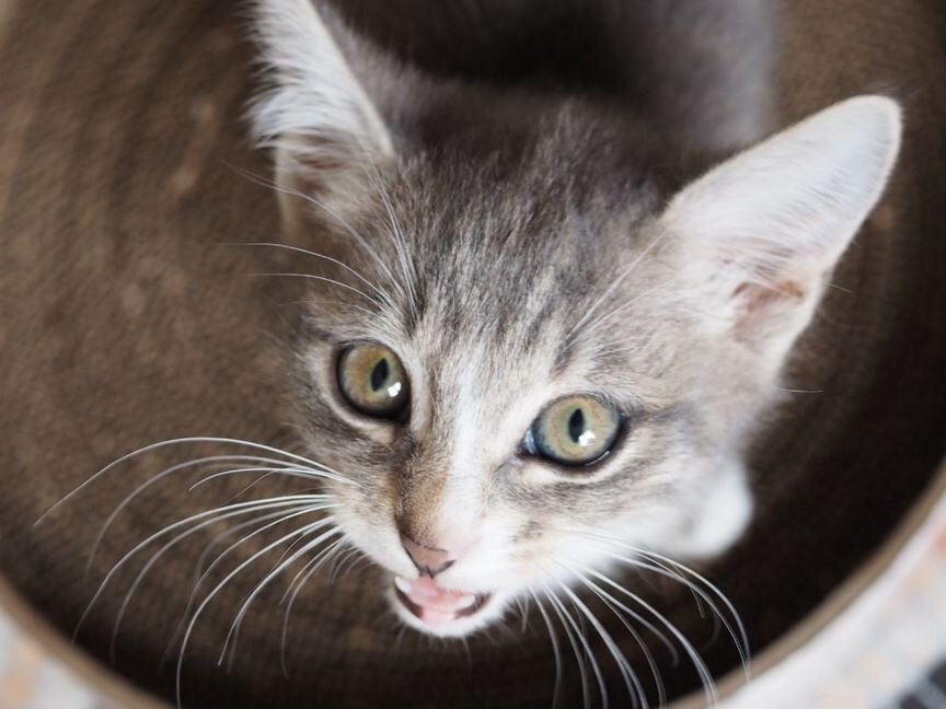 Котенка Августа никто не замечает