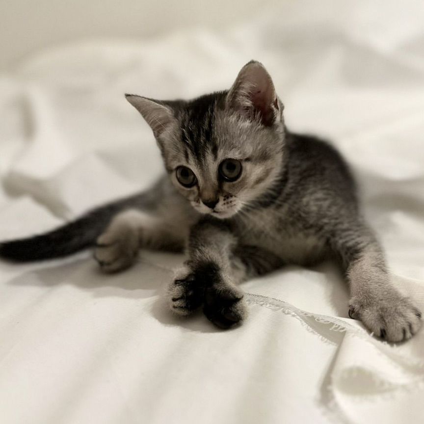 Шотландский прямоухий короткошёрстный котёнок