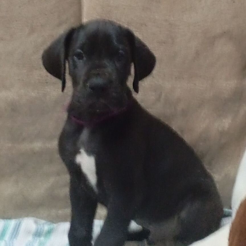 Немецкий дог, щенок