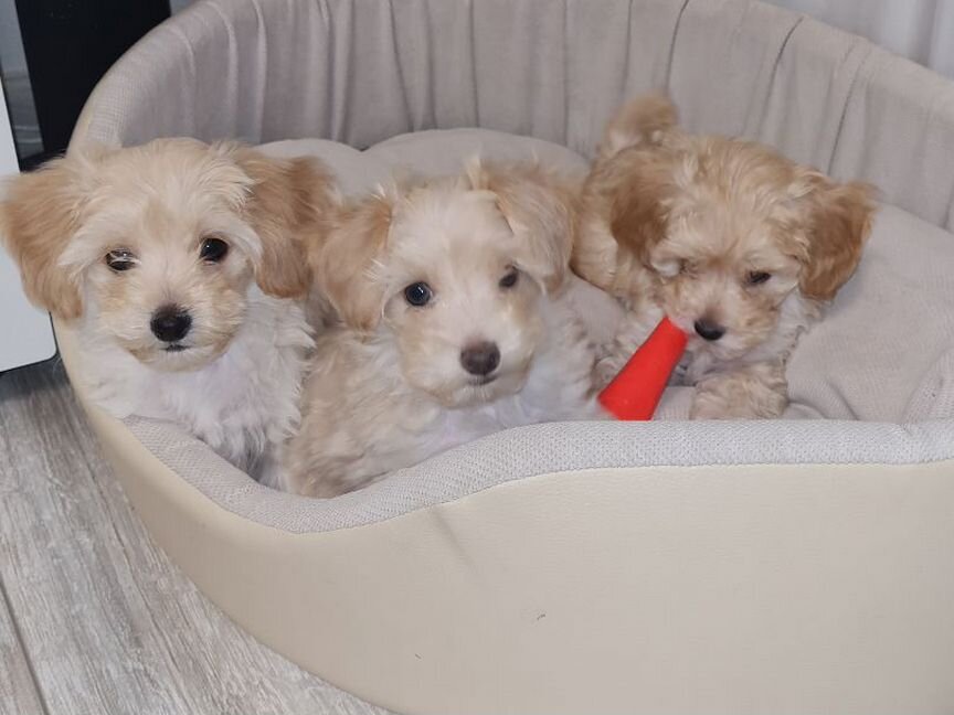 Щенки и собаки