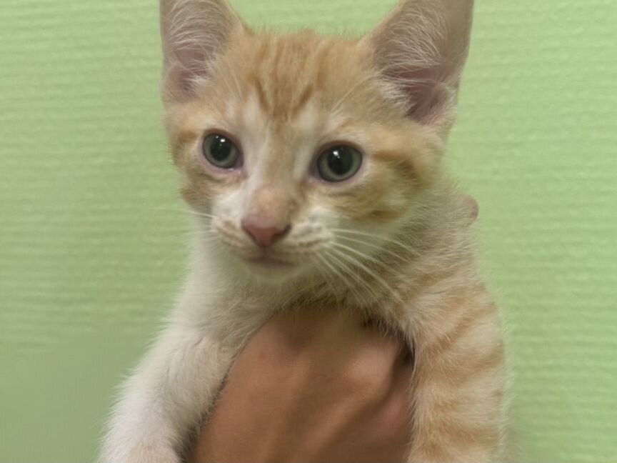 Рыжий котенок мальчик