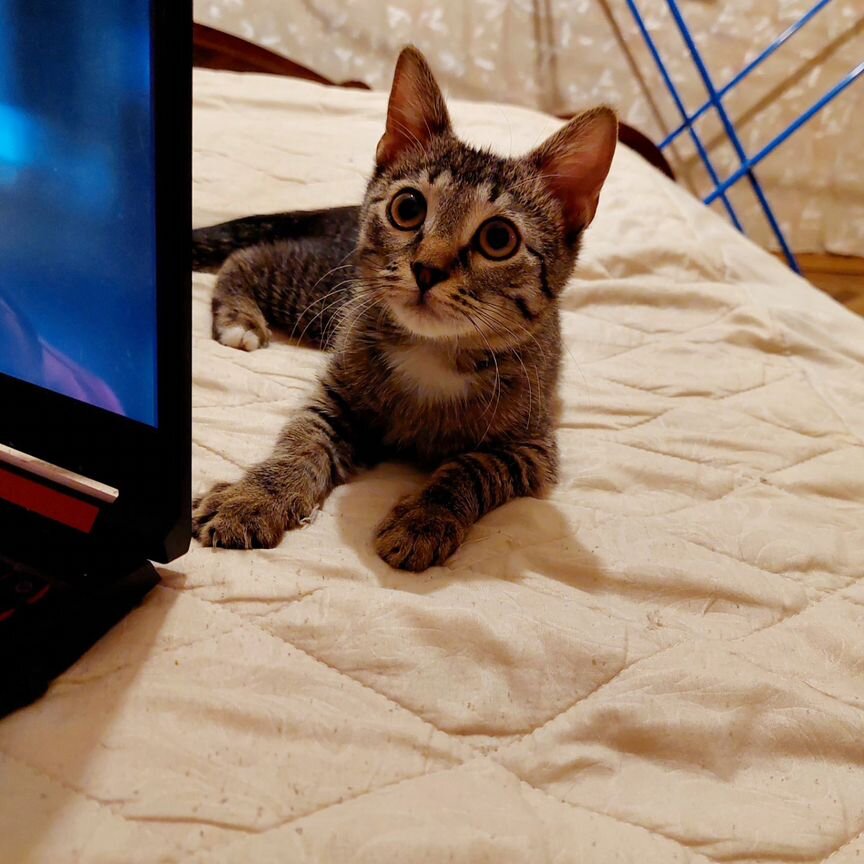 Полосатый друг