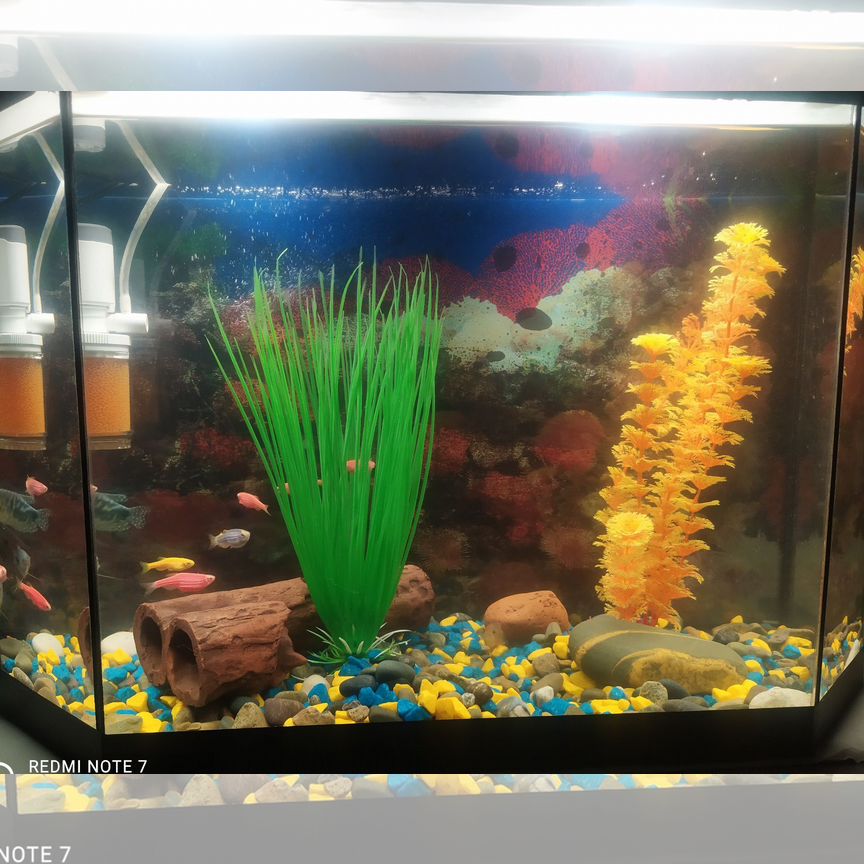 Аквариум с рыбками