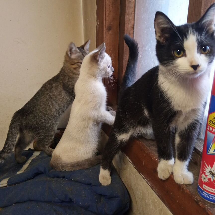 Три чудных котенка ждут своего хозяина