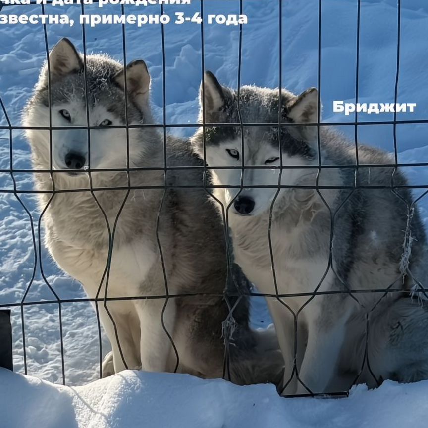 Сибирский хаски, взрослая собака