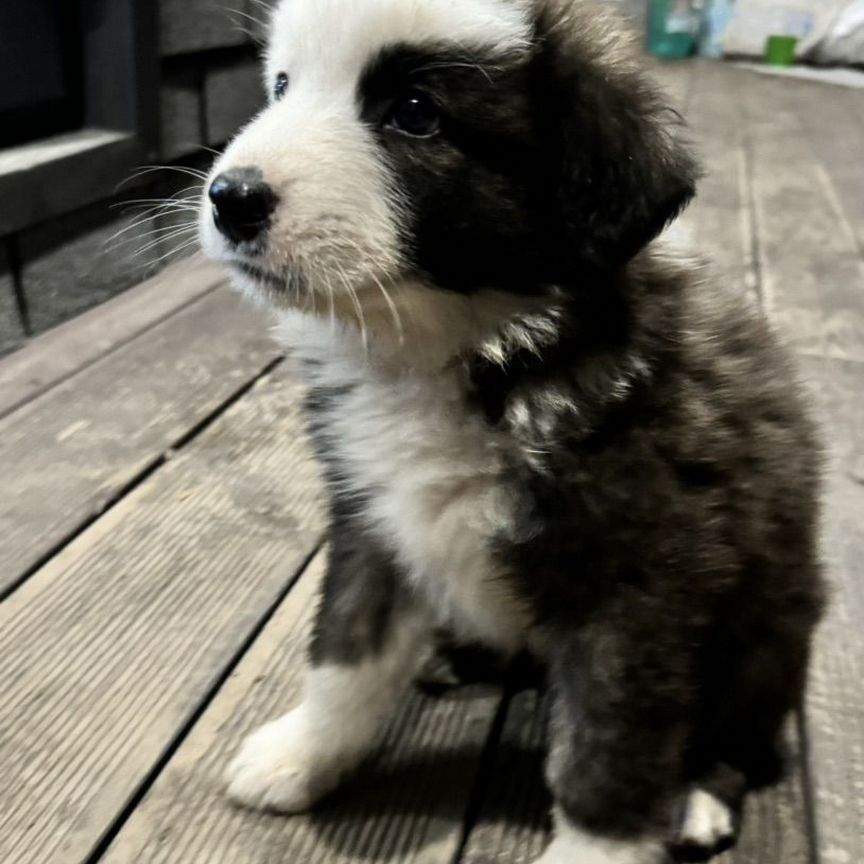 Щенок в добрые руки