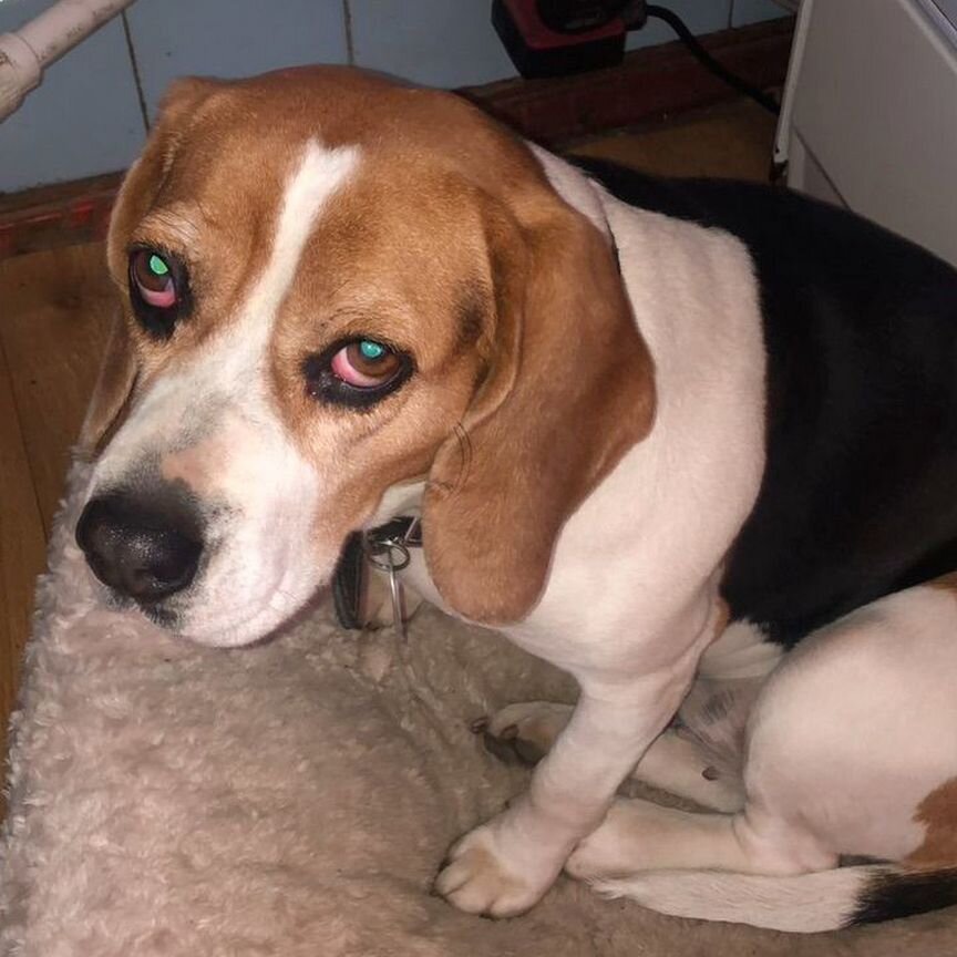 Потерялась собака Ростов-на-Дону