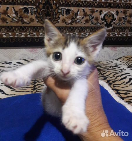 Малышка Кися ждет любящее сердце