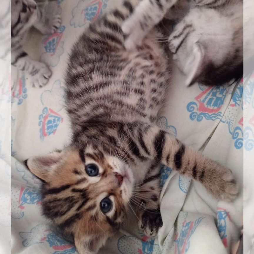 Продам красивых котят