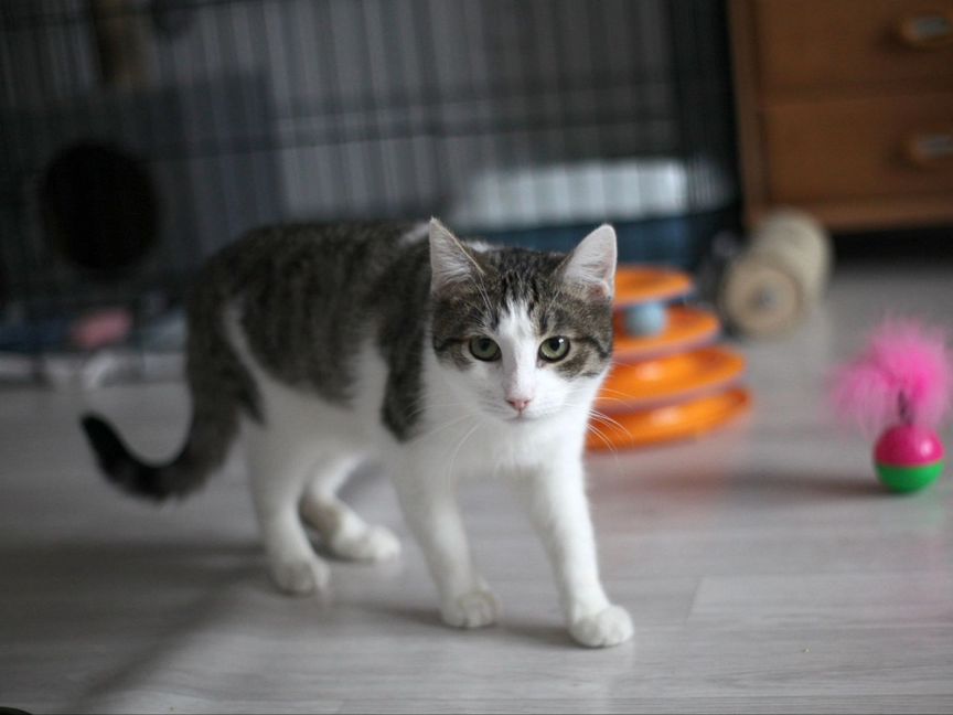 Котик из приюта ищет семью